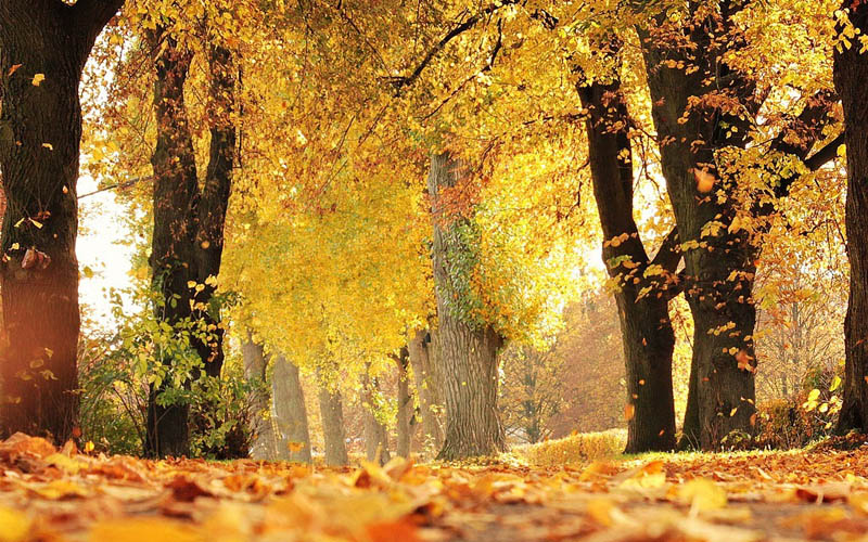 Autumn break's nearly here - Direct Contact Exhibitions